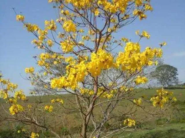 Sítio / Chácara para Venda em Alfredo Marcondes/SP Zona Rural 2 Quartos