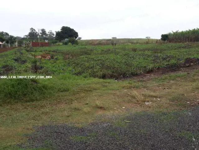 Sítio / Chácara para Venda em Alfredo Marcondes/SP Zona Rural