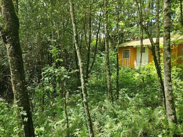 Sítio / Chácara para Venda em Almirante Tamandaré/PR São Miguel 1 Quartos