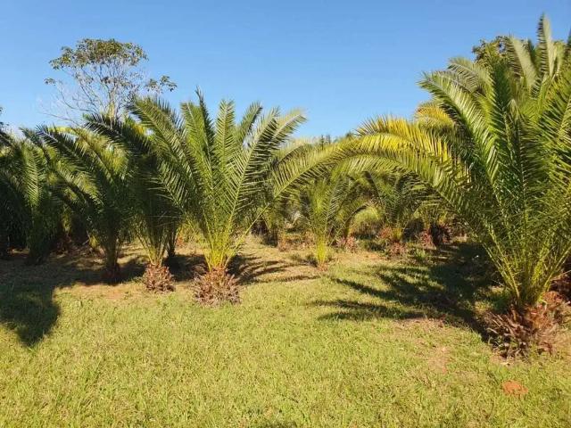 Sítio / Chácara para Venda em Artur Nogueira/SP Área Rural de Artur Nogueira 1 Quartos