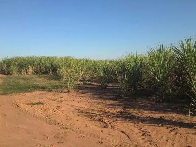 Sítio / Chácara para Venda em Artur Nogueira/SP Área Rural de Artur Nogueira