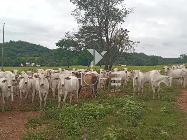 Sítio / Chácara para Venda em Aruanã/GO Zona Rural