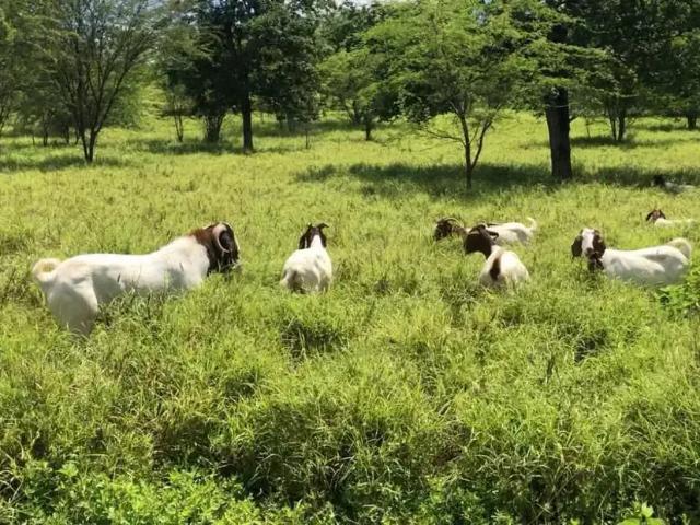 Sítio / Chácara para Venda em Aracaju/SE Areia Branca 4 Quartos
