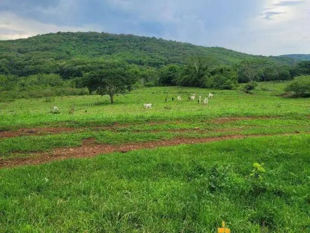 Sítio / Chácara para Venda em Araguari/MG Área Rural de Araguari