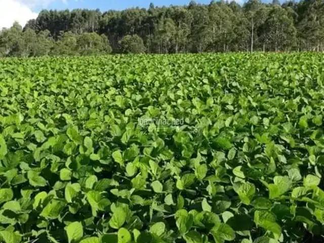Sítio / Chácara para Venda em Arapoti/PR Zona Rural