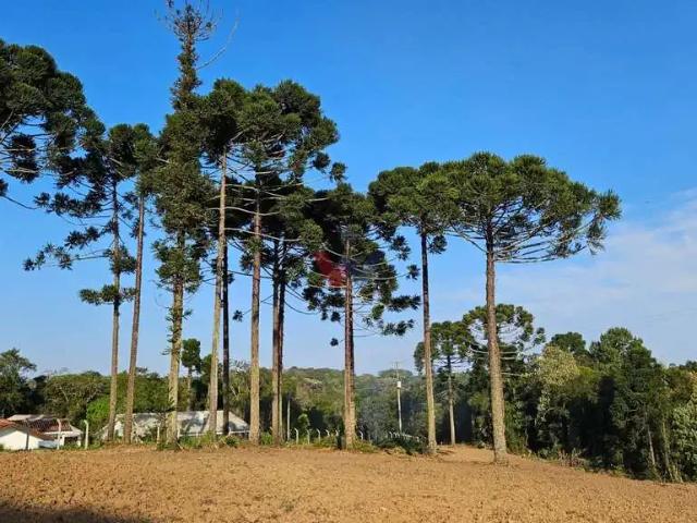 Sítio / Chácara para Venda em Araucária/PR Guajuvira 3 Quartos