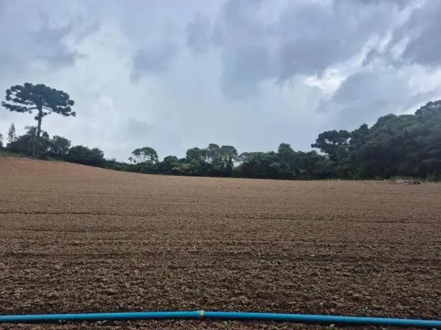 Sítio / Chácara para Venda em Araucária/PR Ipiranga