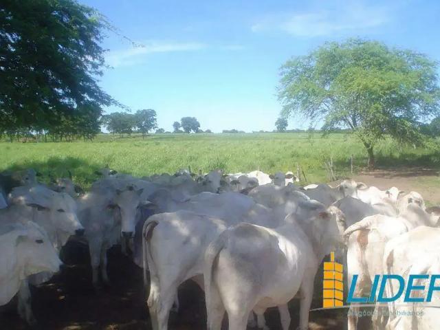 Sítio / Chácara para Venda em Araxá/MG Conjunto Habitacional Boa Vista