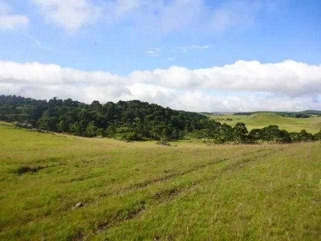 Sítio / Chácara para Venda em Bom Jardim da Serra/SC Zona Rural
