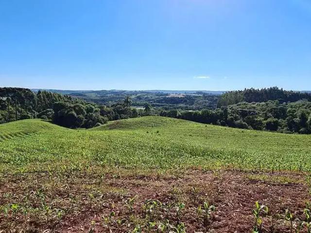 Sítio / Chácara para Venda em Balsa Nova/PR Rodeio Santo Antônio