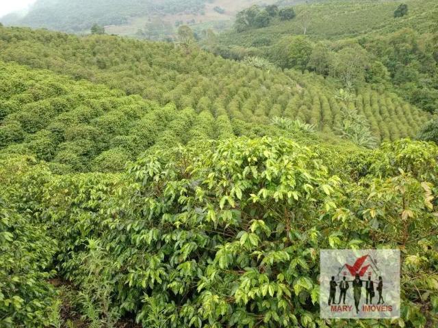 Sítio / Chácara para Venda em Bandeira do Sul/MG Centro