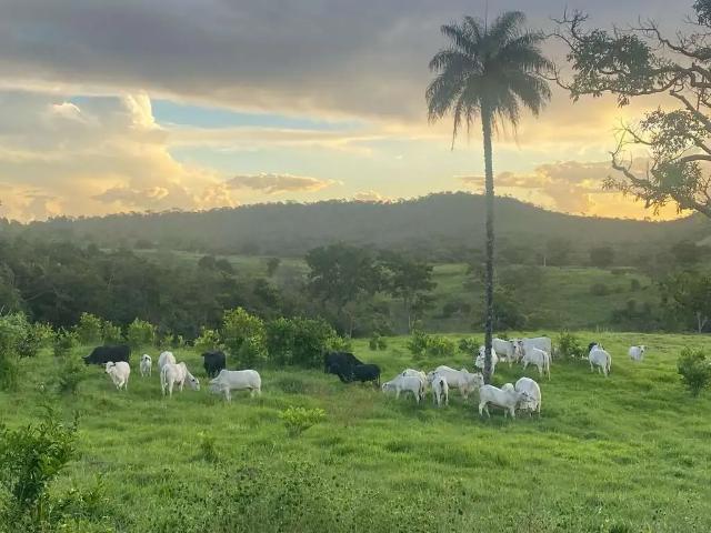 Sítio / Chácara para Venda em Bela Vista de Goiás/GO Zona Rural 4 Quartos