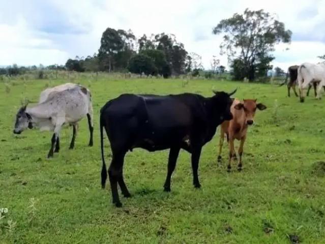 Sítio / Chácara para Venda em Bela Vista do Paraíso/PR Zona Rural