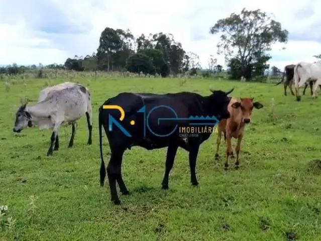 Sítio / Chácara para Venda em Bela Vista do Paraíso/PR Zona Rural