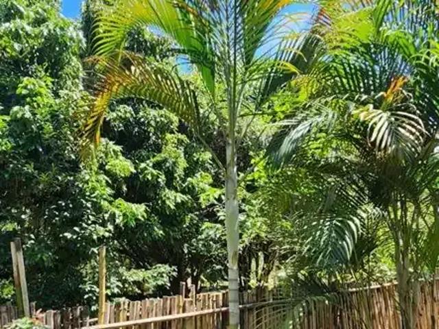 Sítio / Chácara para Venda em Biritiba Mirim/SP Nirvana 5 Quartos