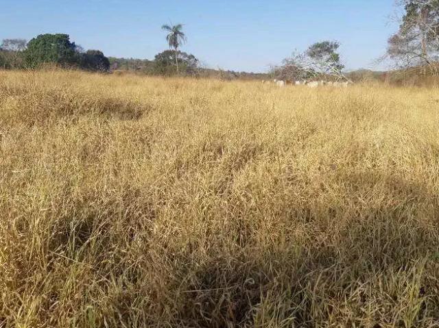Sítio / Chácara para Venda em Goiânia/GO Jardim Nova Esperança