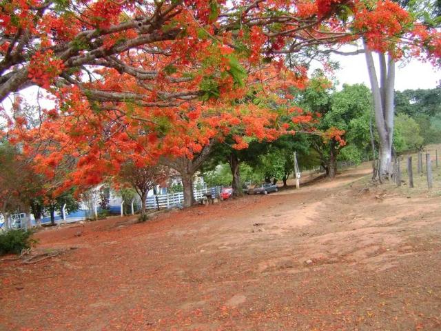Sítio / Chácara para Venda em Goiânia/GO Jardim Nova Esperança 3 Quartos