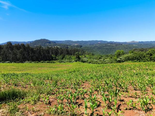 Sítio / Chácara para Venda em Gramado/RS Marcondes
