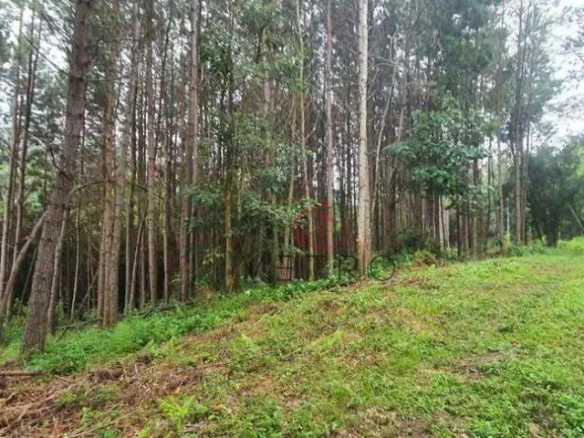 Sítio / Chácara para Venda em Gramado/RS Mato Queimado