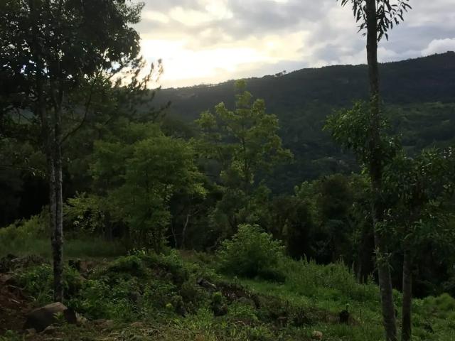 Sítio / Chácara para Venda em Gramado/RS Morro Redondo