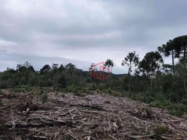 Sítio / Chácara para Venda em Gramado/RS Linha Ávila