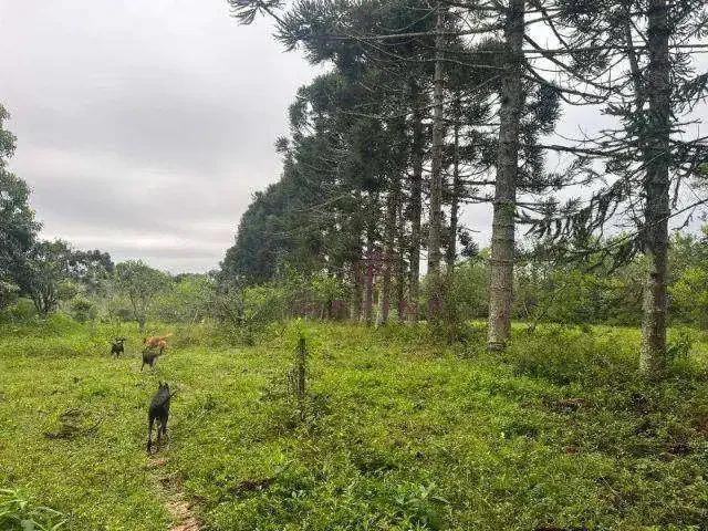 Sítio / Chácara para Venda em Gravataí/RS Neópolis 3 Quartos