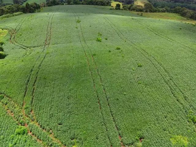 Sítio / Chácara para Venda em Guarapuava/PR Área Rural de Guarapuava