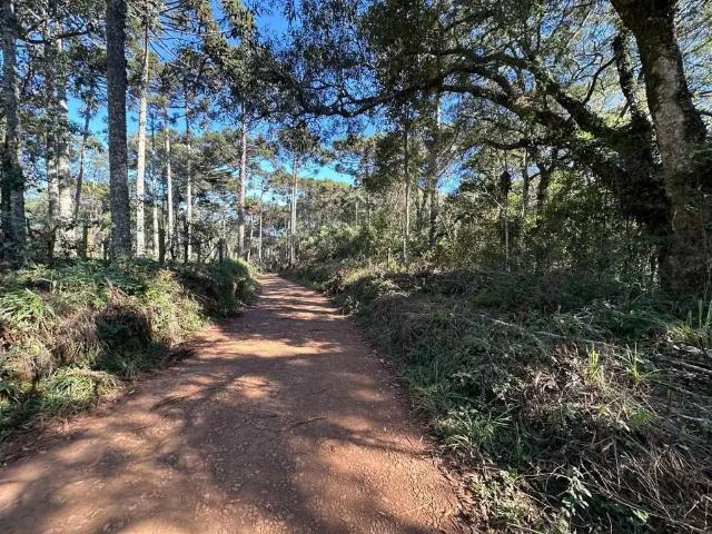 Sítio / Chácara para Venda em Guarapuava/PR Área Rural de Guarapuava