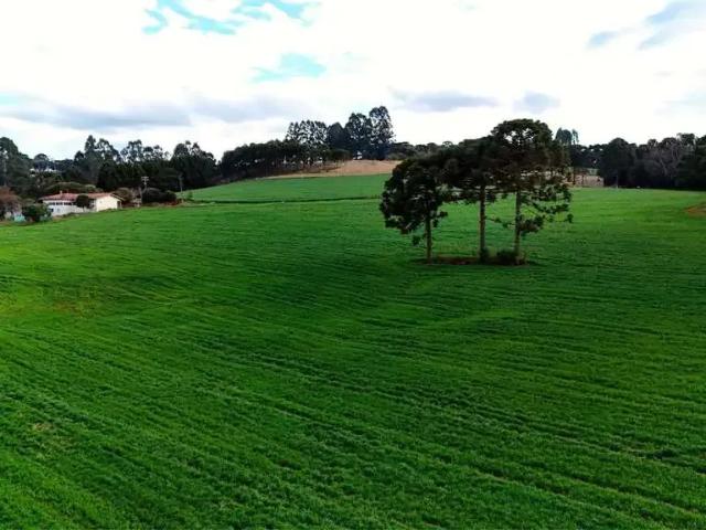 Sítio / Chácara para Venda em Guarapuava/PR Área Rural de Guarapuava