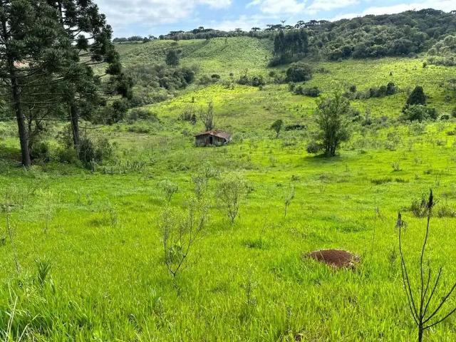 Sítio / Chácara para Venda em Guarapuava/PR Área Rural de Guarapuava