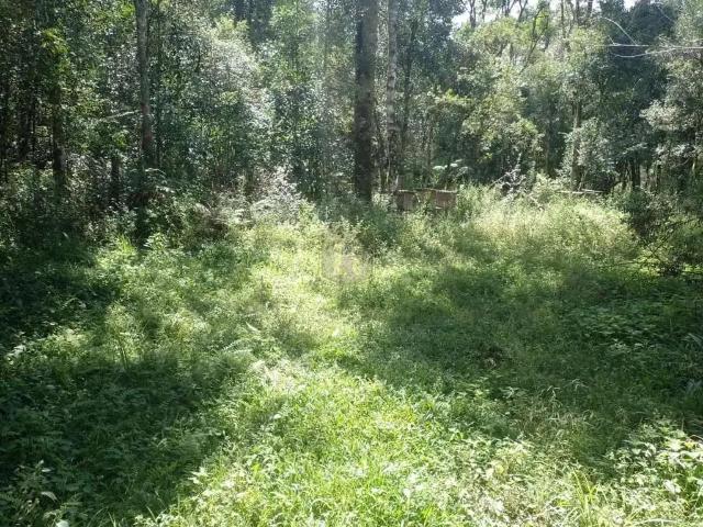 Sítio / Chácara para Venda em Guarapuava/PR Entre Rios