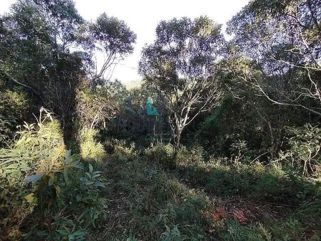 Sítio / Chácara para Venda em Delfim Moreira/MG Centro