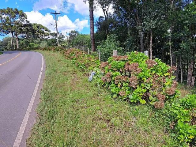Sítio / Chácara para Venda em Farroupilha/RS Nova Sardenha Distrito