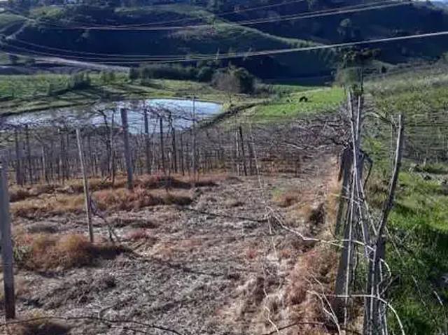 Sítio / Chácara para Venda em Farroupilha/RS Nova Vicenza