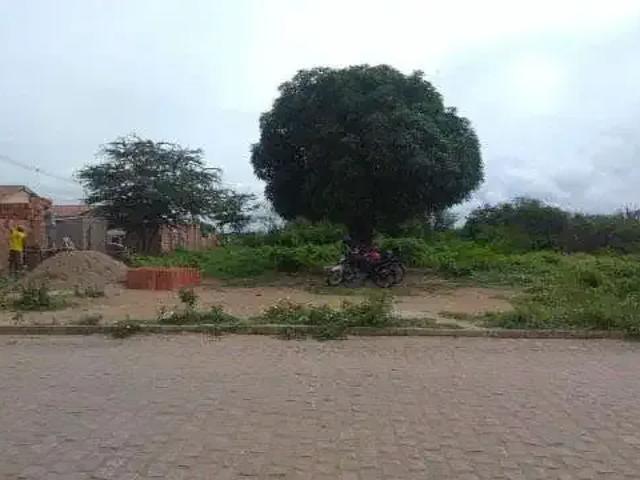 Sítio / Chácara para Venda em Feira de Santana/BA Campo do Gado Novo