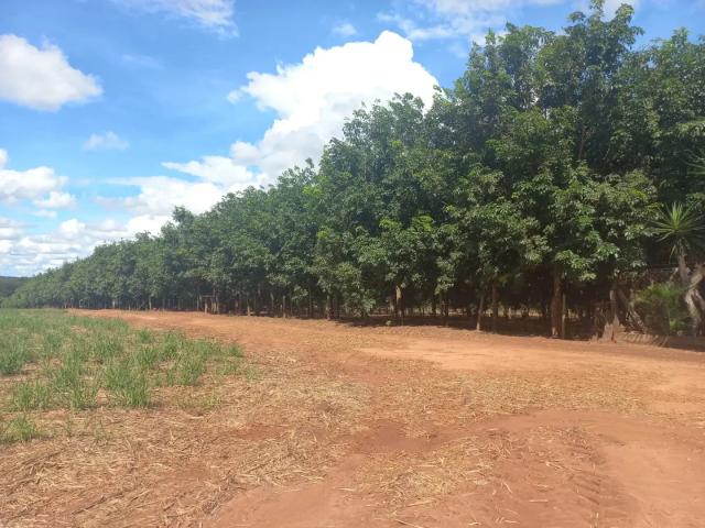 Sítio / Chácara para Venda em Floreal/SP Zona Rural 2 Quartos