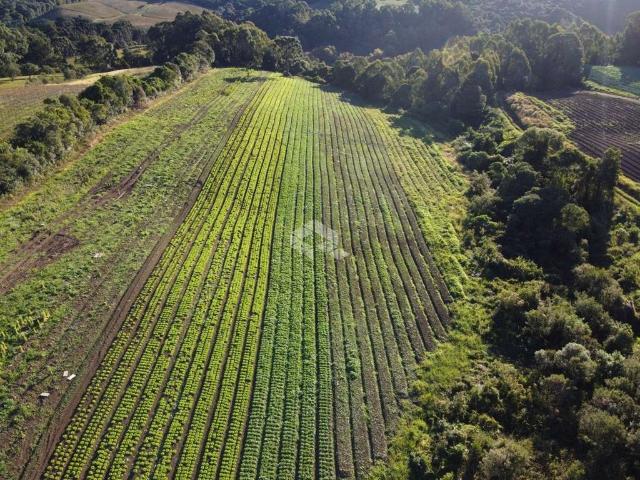 Sítio / Chácara para Venda em Flores da Cunha/RS São Cristóvão Distrito