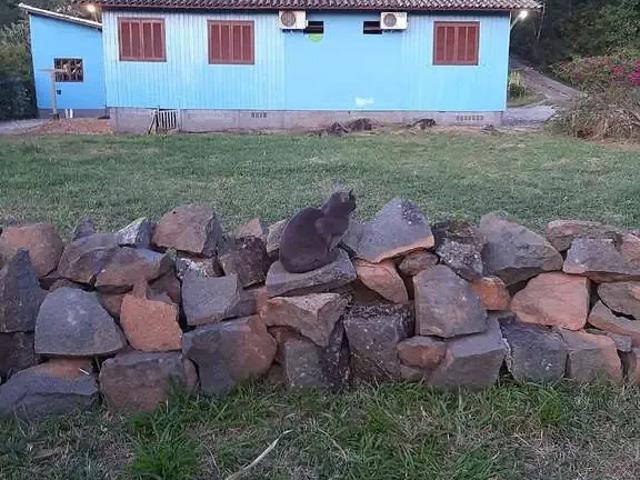 Sítio / Chácara para Venda em Florianópolis/SC Vargem Pequena 2 Quartos