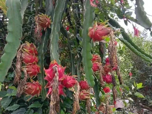 Sítio / Chácara para Venda em Franco da Rocha/SP Campos de São Benedito 3 Quartos