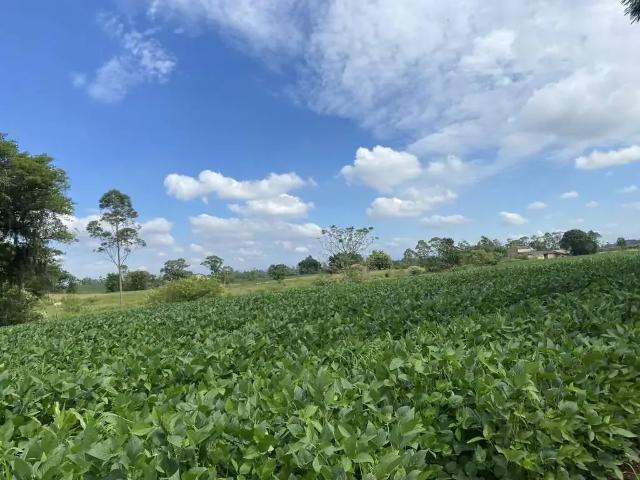 Sítio / Chácara para Venda em Içara/SC Santa Cruz