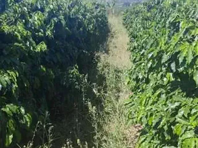 Sítio / Chácara para Venda em Ibiraci/MG Centro 1 Quartos