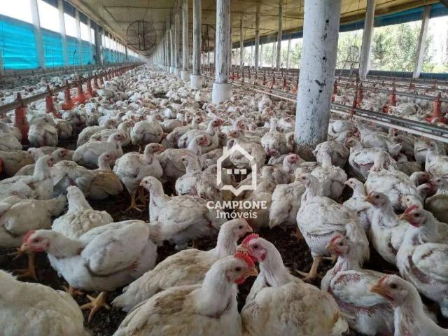 Sítio / Chácara para Venda em Iperó/SP Zona Rural
