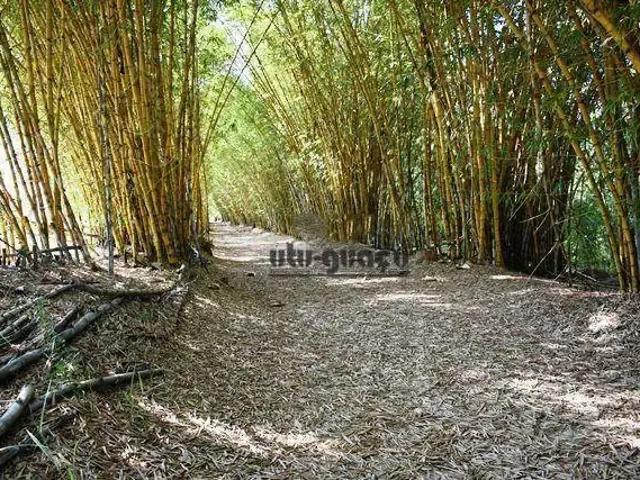 Sítio / Chácara para Venda em Itu/SP Canguiri 1 Quartos