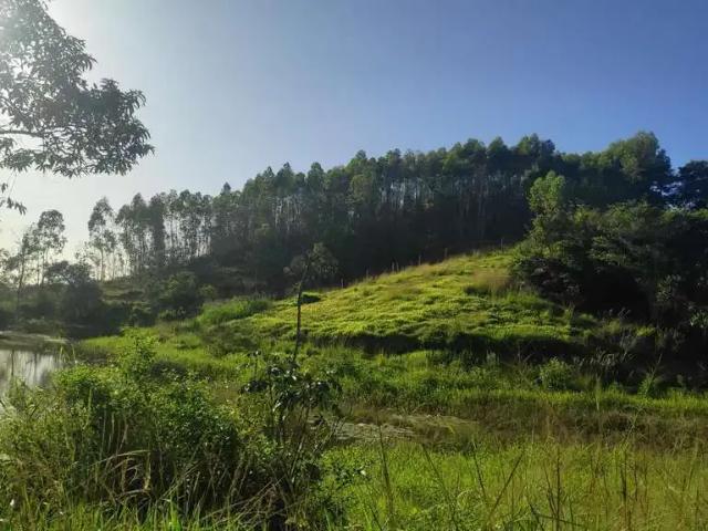 Sítio / Chácara para Venda em Itaboraí/RJ Peróbas Pachecos 3 Quartos