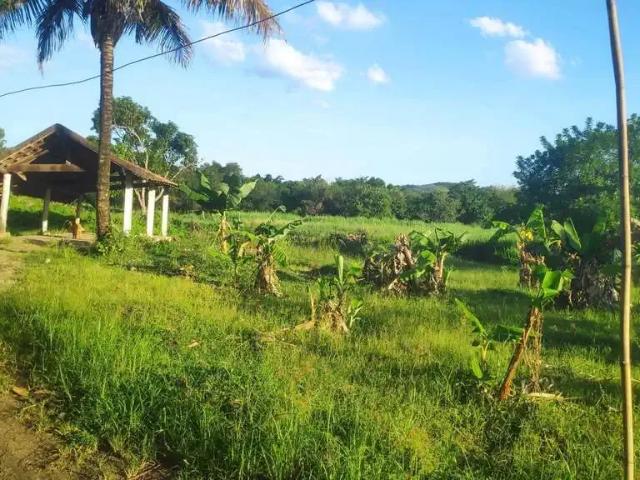 Sítio / Chácara para Venda em Itaboraí/RJ Peróbas Pachecos