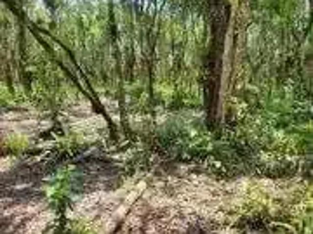 Sítio / Chácara para Venda em Itanhaém/SP Gaivota Praia