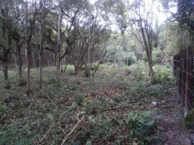 Sítio / Chácara para Venda em Itanhaém/SP Gaivota Praia