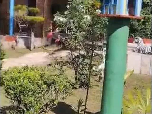 Sítio / Chácara para Venda em Itanhaém/SP Jardim Coronel 2 Quartos