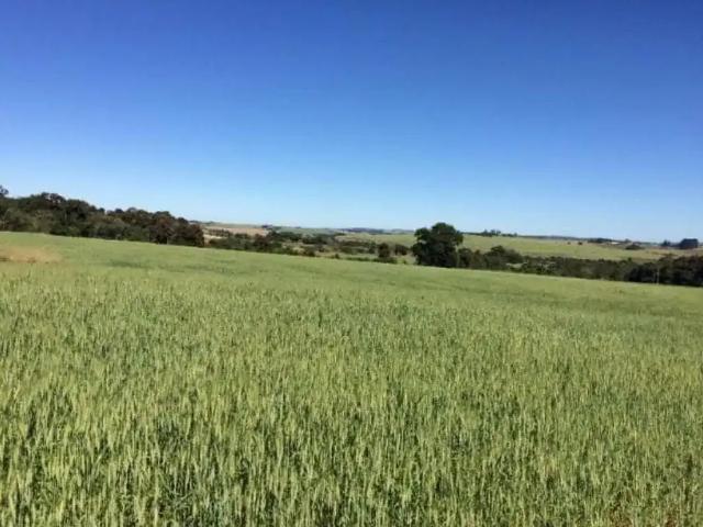 Sítio / Chácara para Venda em Itapetininga/SP Área Rural de Itapetininga 1 Quartos