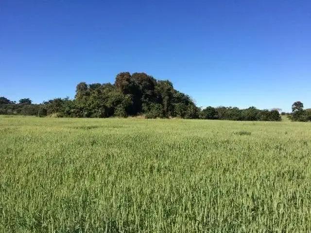Sítio / Chácara para Venda em Itapetininga/SP Área Rural de Itapetininga 1 Quartos